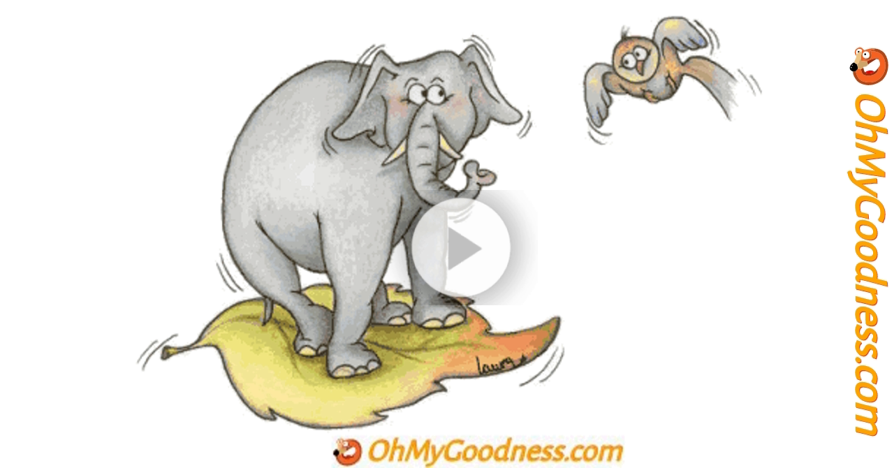 Watch out falling elephants here. ecard | Funny Free eCards ...